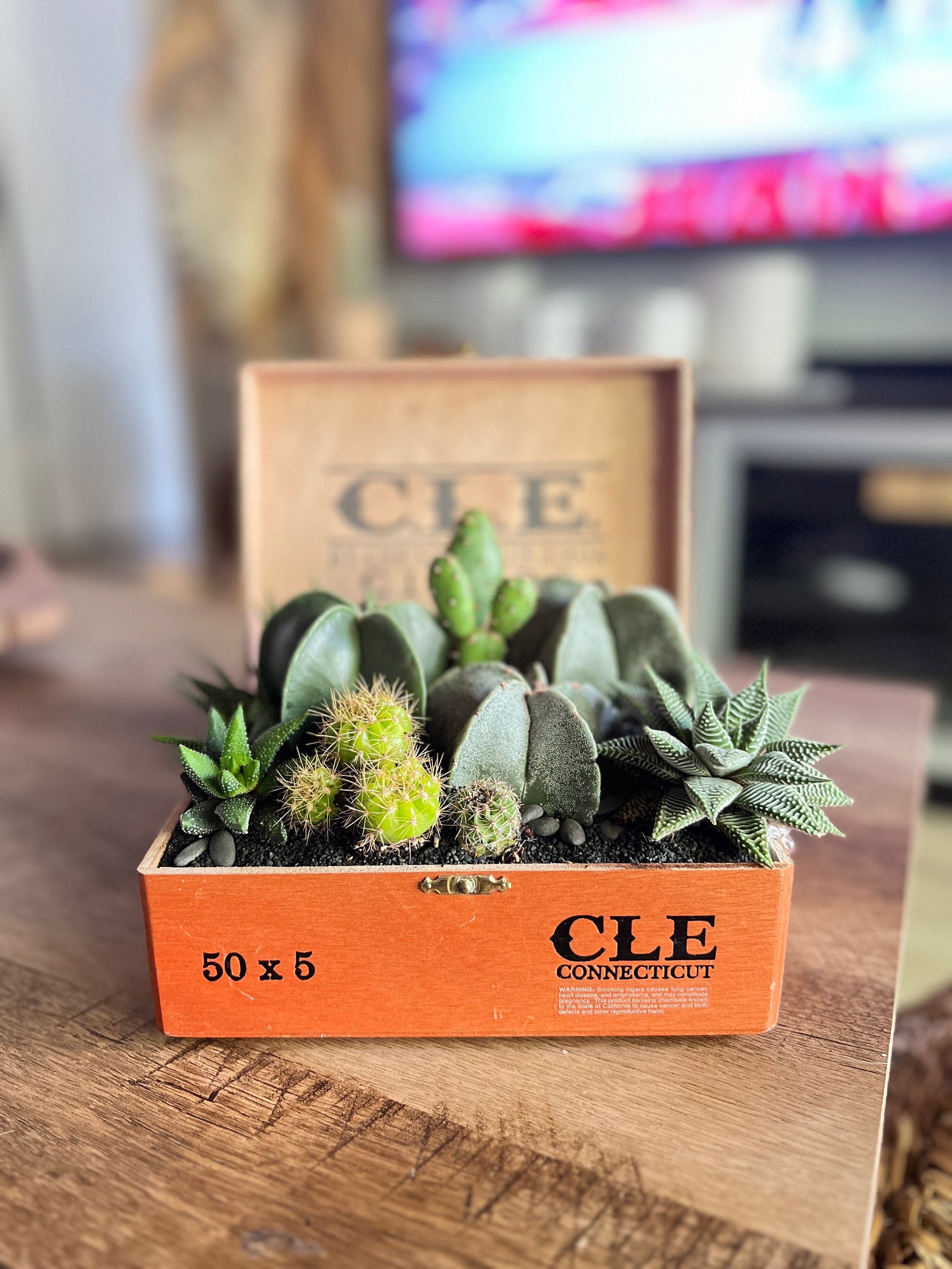 Cigar Box Cacti Arrangement | Keeks Corner